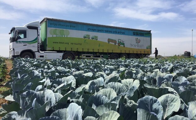 המצילים: כך המתנדבים של לקט ישראל מסייעים לענף החקלאות