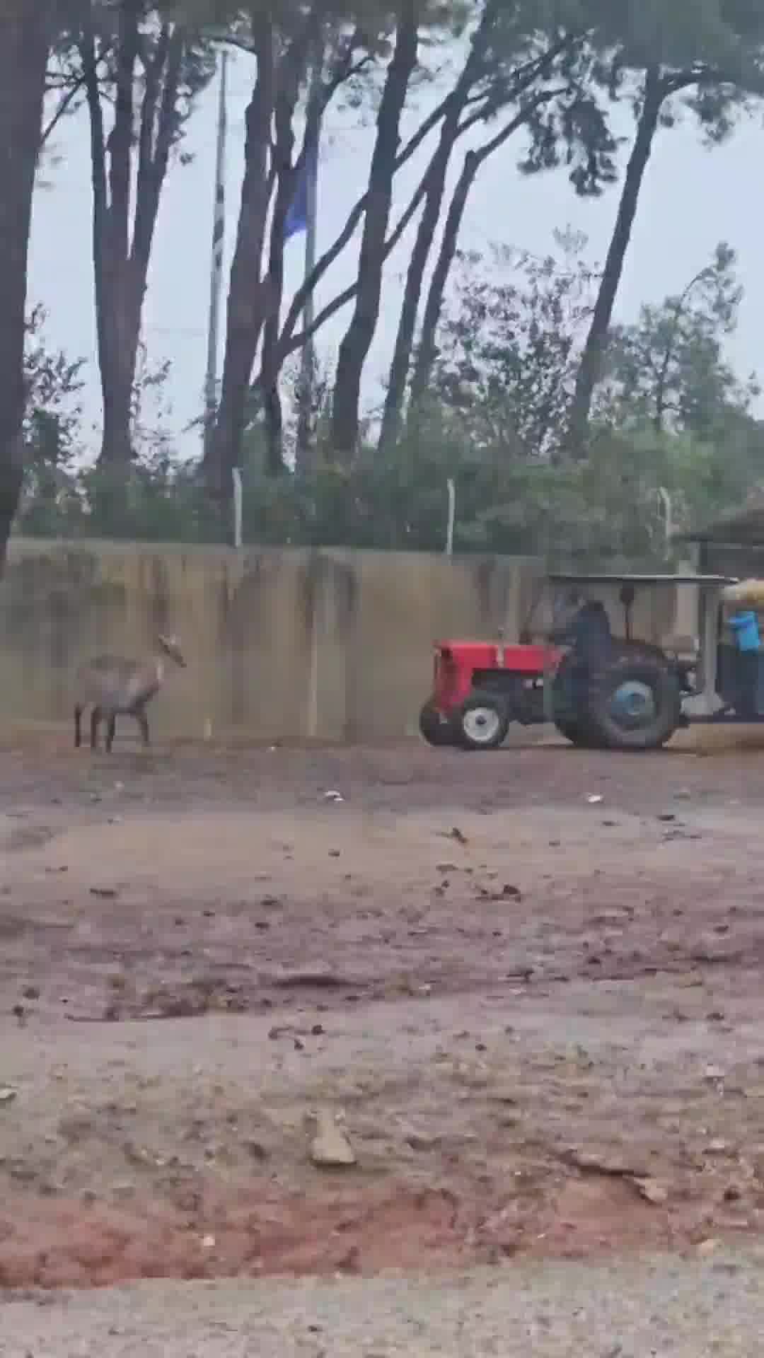 בעלי החיים בספארי נערכים למזג האוויר הסוער