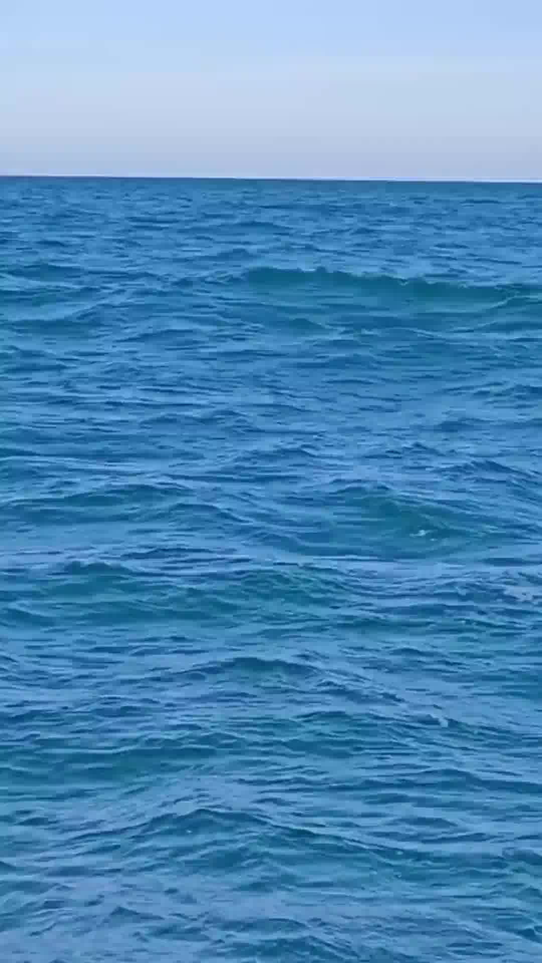 שיאנית ההמלטות עשתה זאת שוב: הדולפינה סוקי תועדה עם גור חדש - השמיני במספר