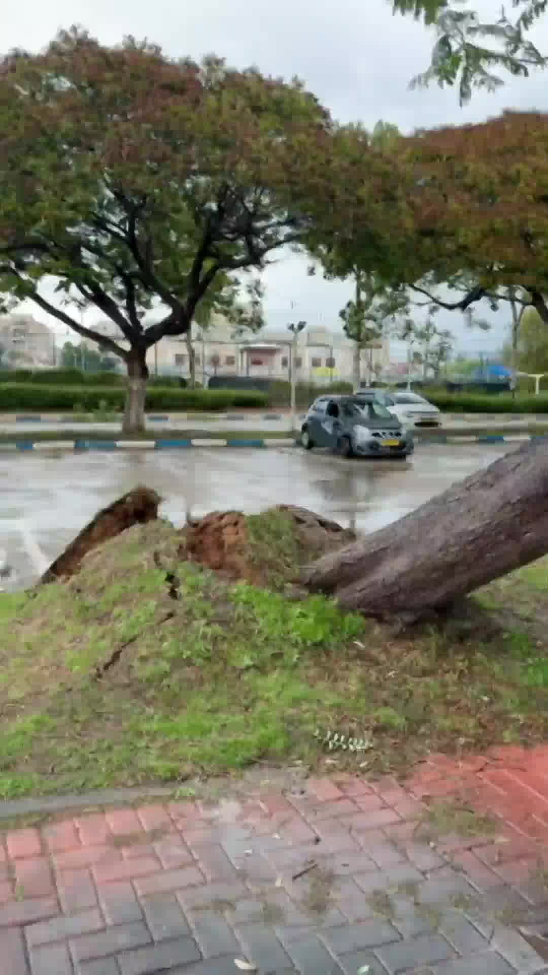 עץ קרס על רכב באור יהודה