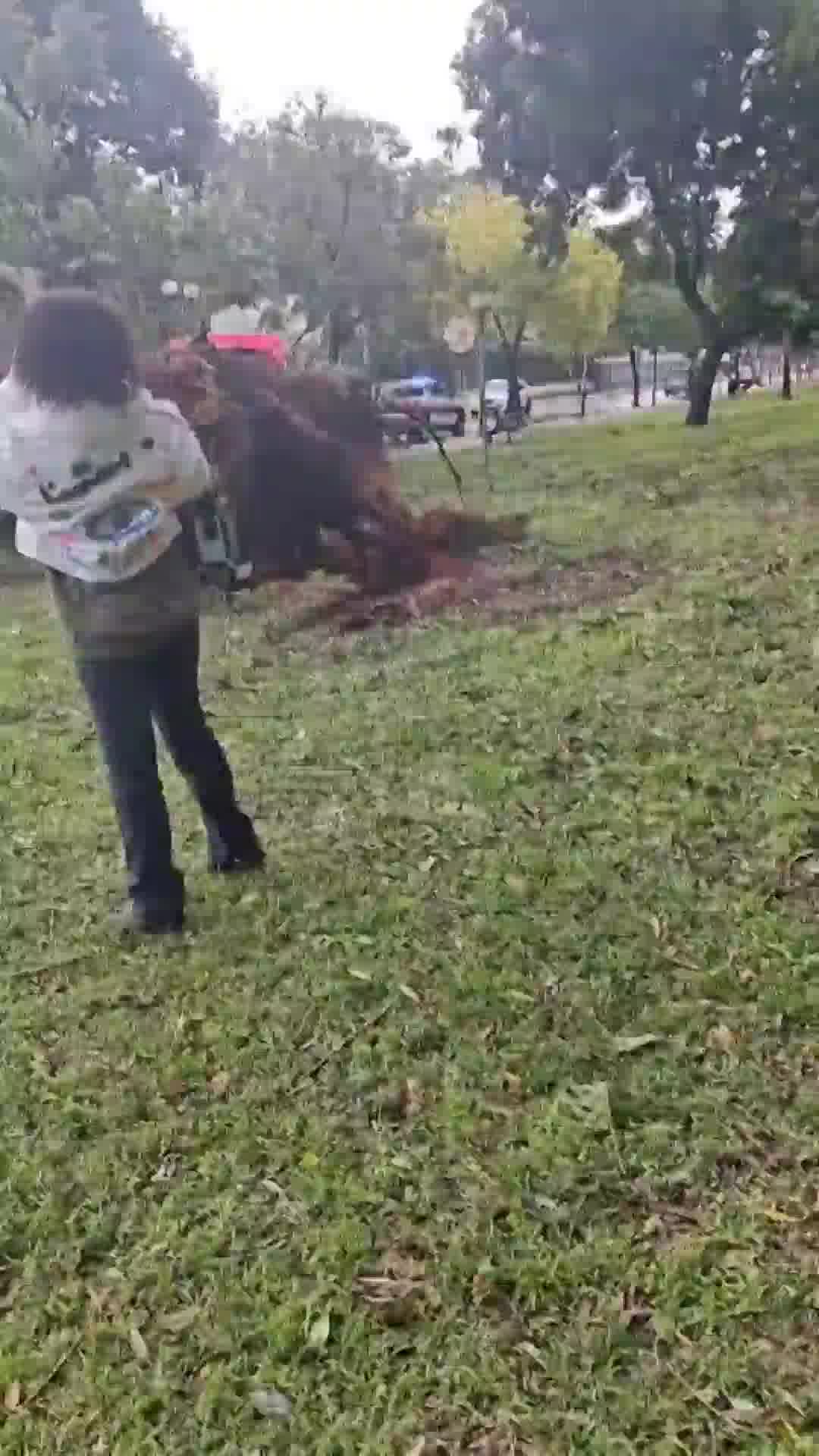 הסופה בשיאה: עץ נפל בהוד השרון